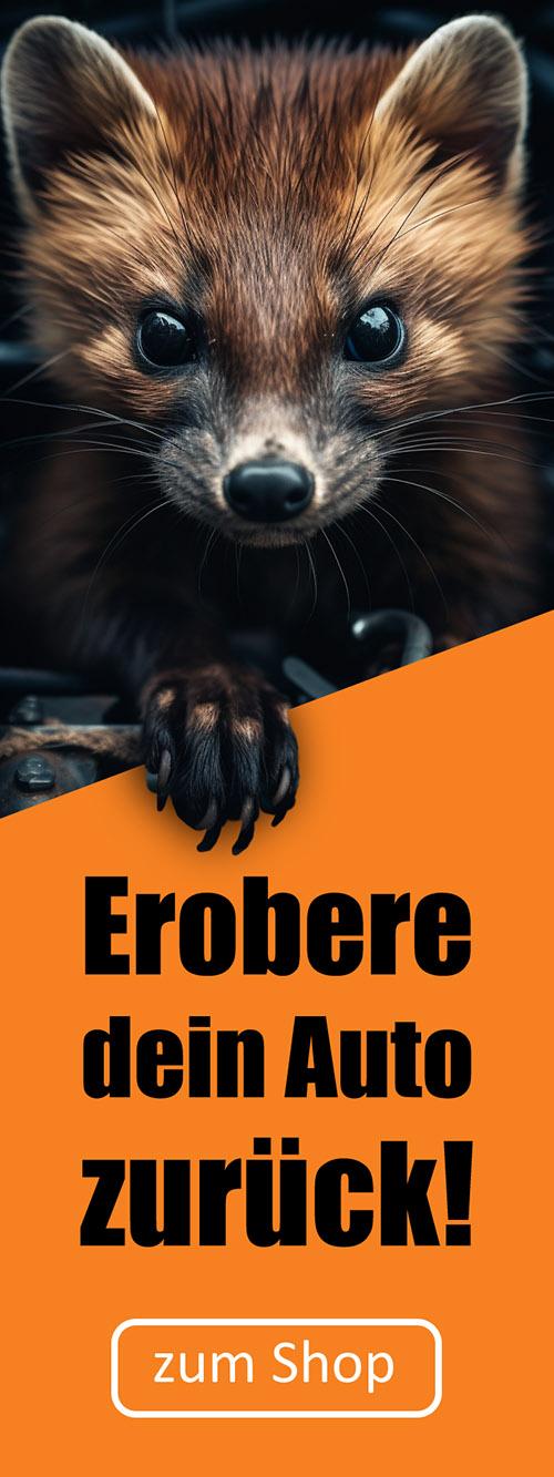 Wie gefährlich ist Marderkot & Urin und wie sieht der Kot aus?